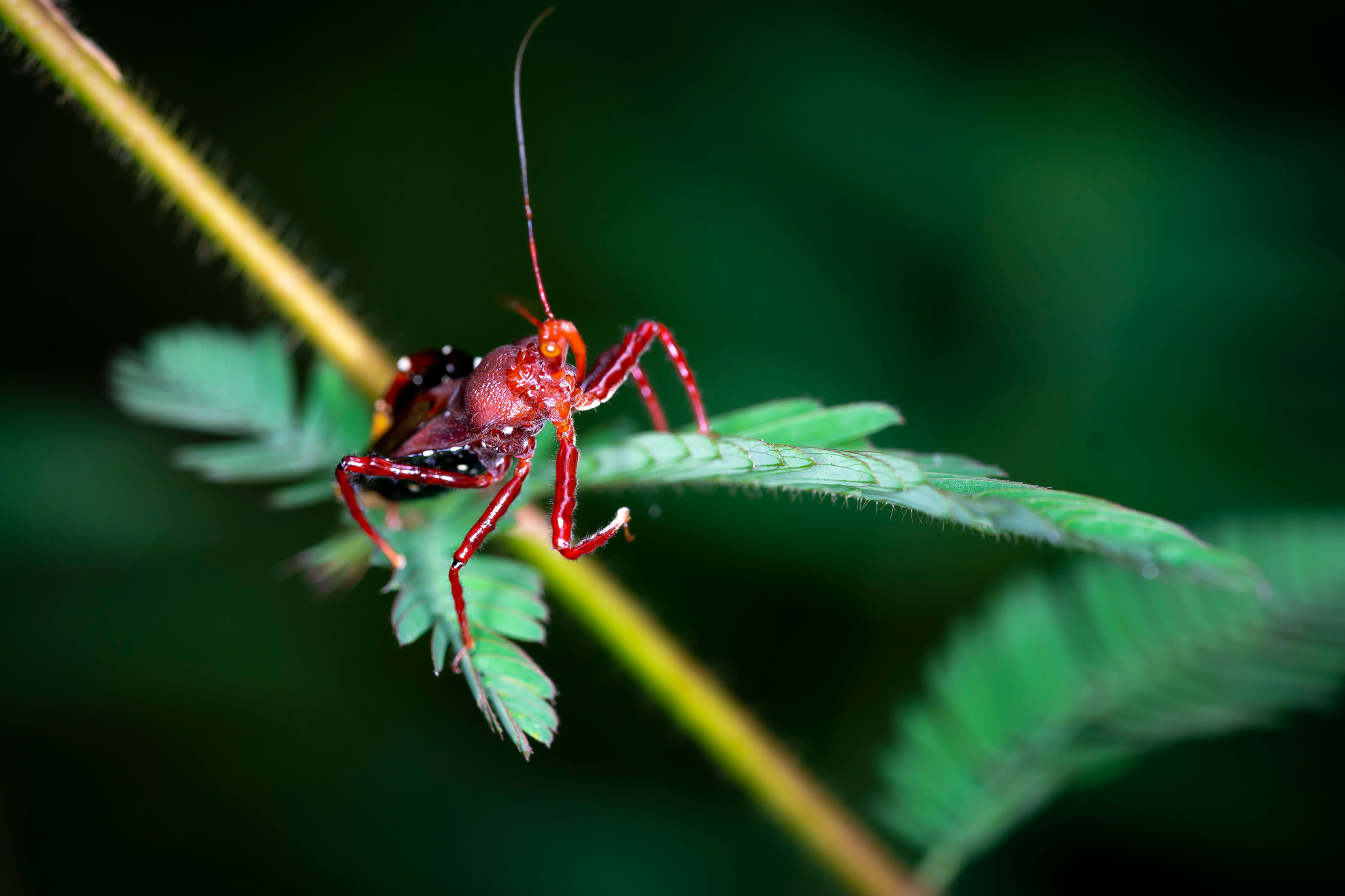 Hoe maak ik de mooiste insectenfoto - NEBO de fotospecialist